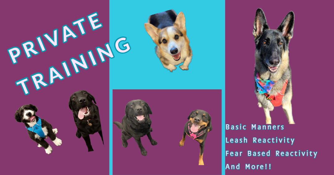 Dog Behavioral Training Grand Rapids MI Private Dog Training Dog Behavioral Training Grand Rapids MI Private Dog Training